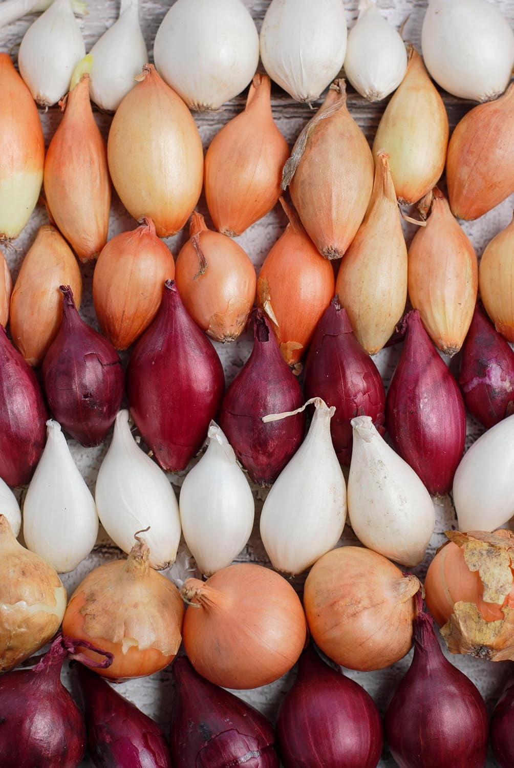Mixed Sweet Onion Sets for Planting - White, Yellow and Red Onions ...