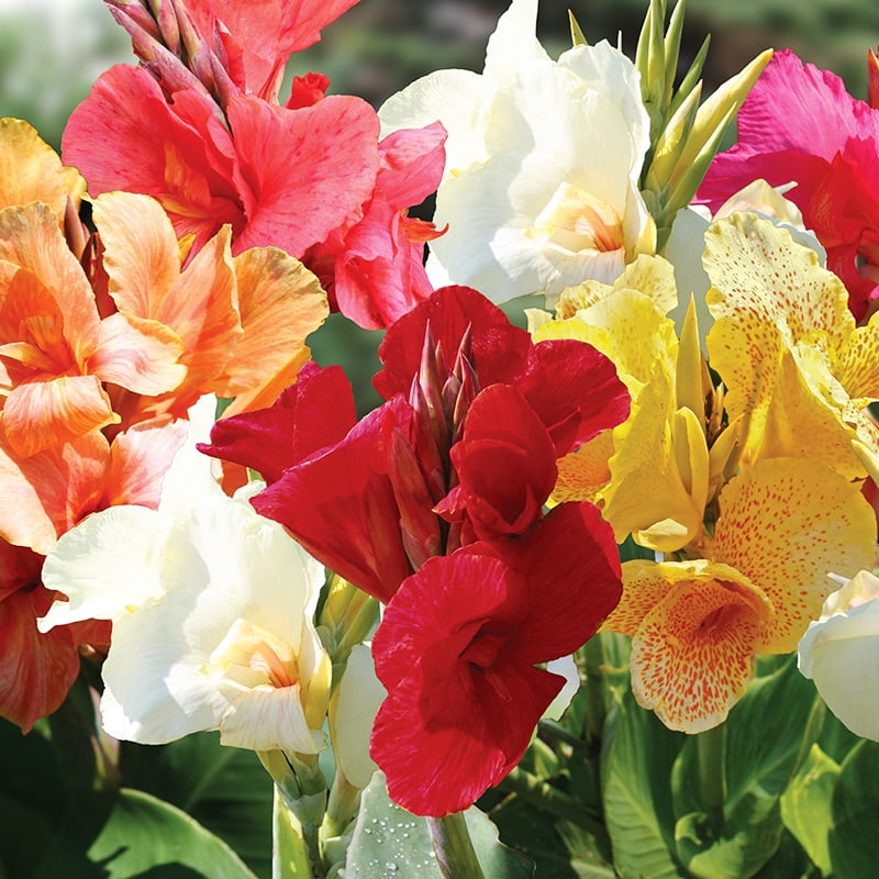 Mixed Tall Canna Flower Bulbs Value Bag - 12 Bulbs per Pack - Attracts ...