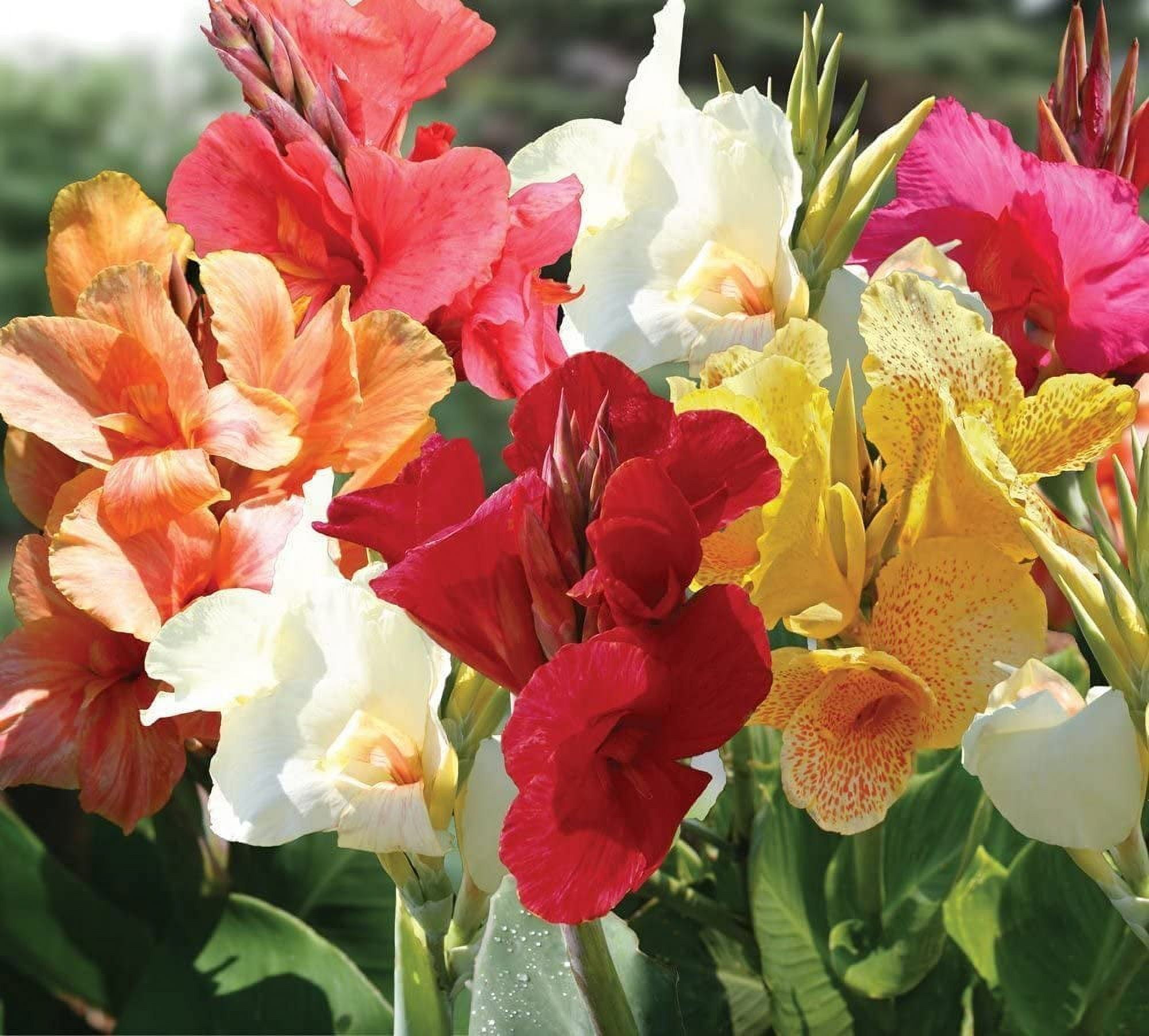 CZ Grain Mixed Tall Canna Lily Bulbs, 6-Pack, Red, Yellow, Pink Flowers ...