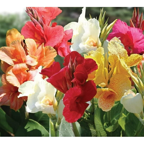 Canna Lily Bulbs in Plant Bulbs - Walmart.com