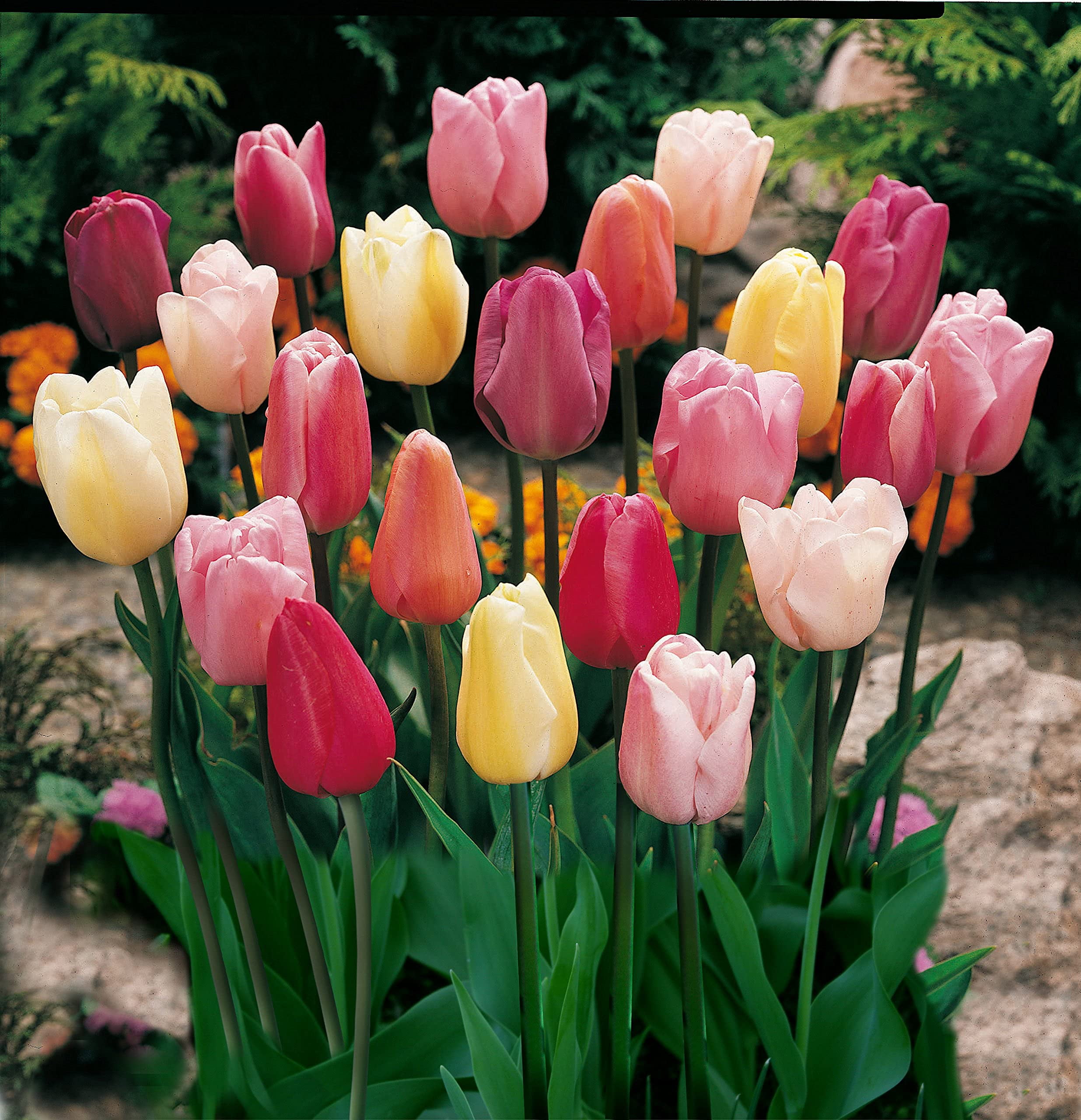 Mixed Triumph Tulip - 50 bulbs - Walmart.com
