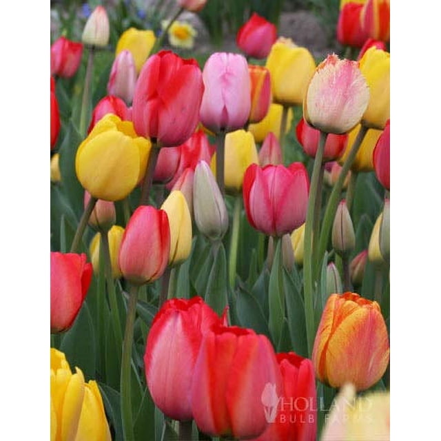 Mixed Triumph Tulip Value Bag (50 Bulbs) | Dutch Grown Flower Bulbs ...