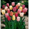10 Weber's Pink Parrot Tulip Bulbs for Planting - Easy to Grow - Walmart.com