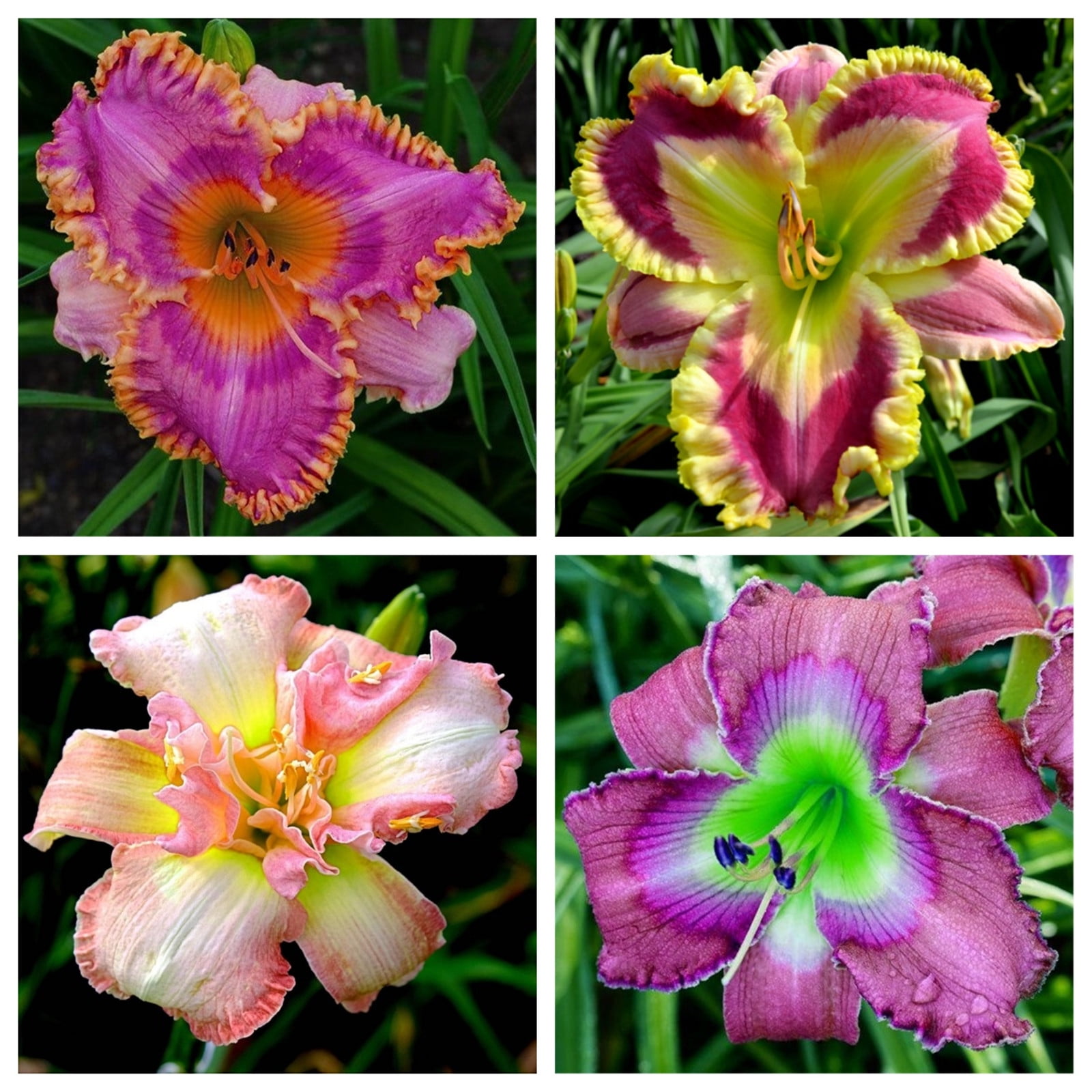 Mixed daylilies, a surprising wild and rare garden decoration - Walmart.com
