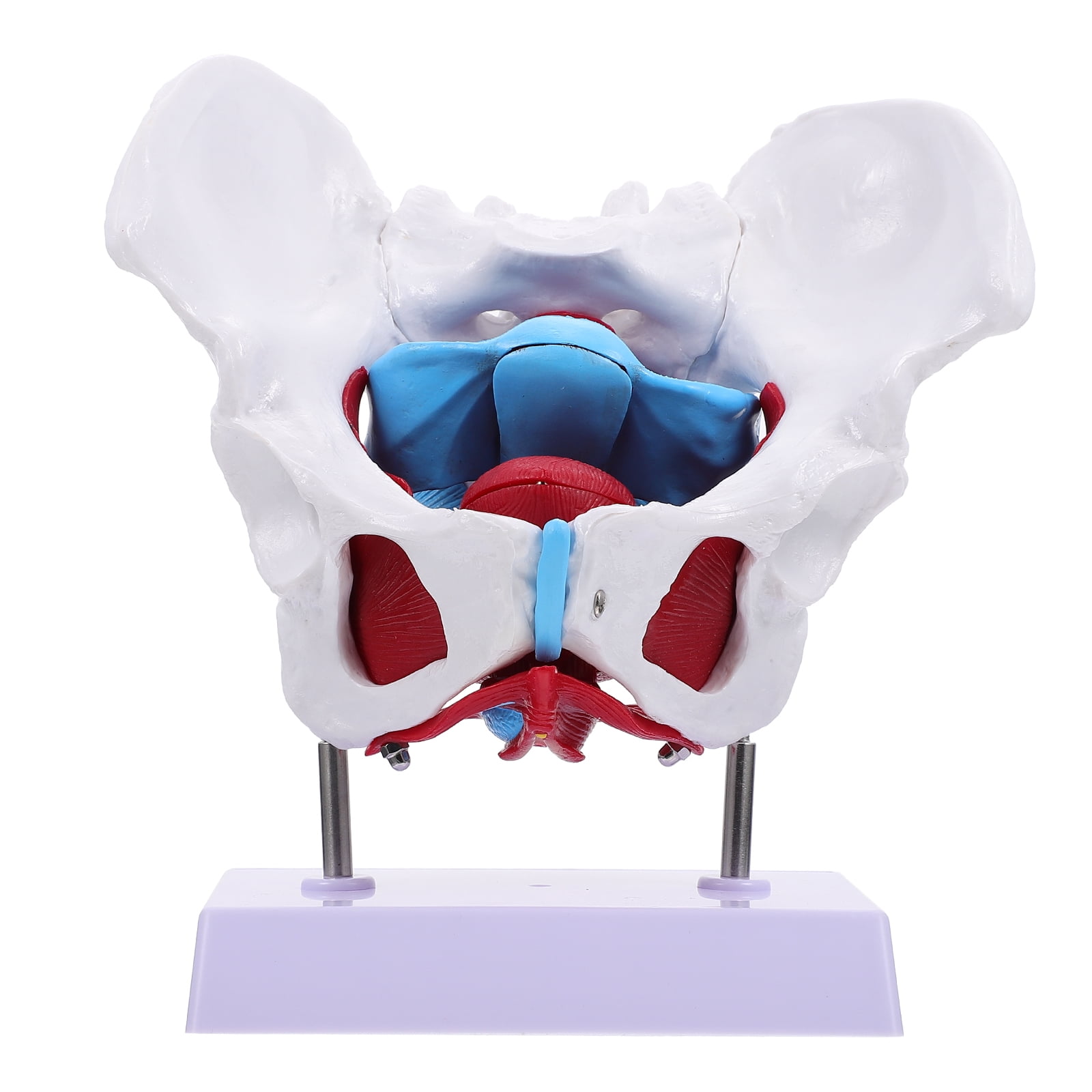 Mixtlocalior 1pc Pelvic Anatomy Model Pelvic Structure Model Female ...