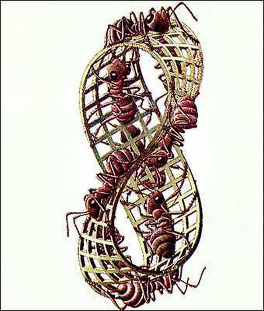Mobius Strip Laminated Poster by M.C. Escher (22 x 26) - Walmart.com