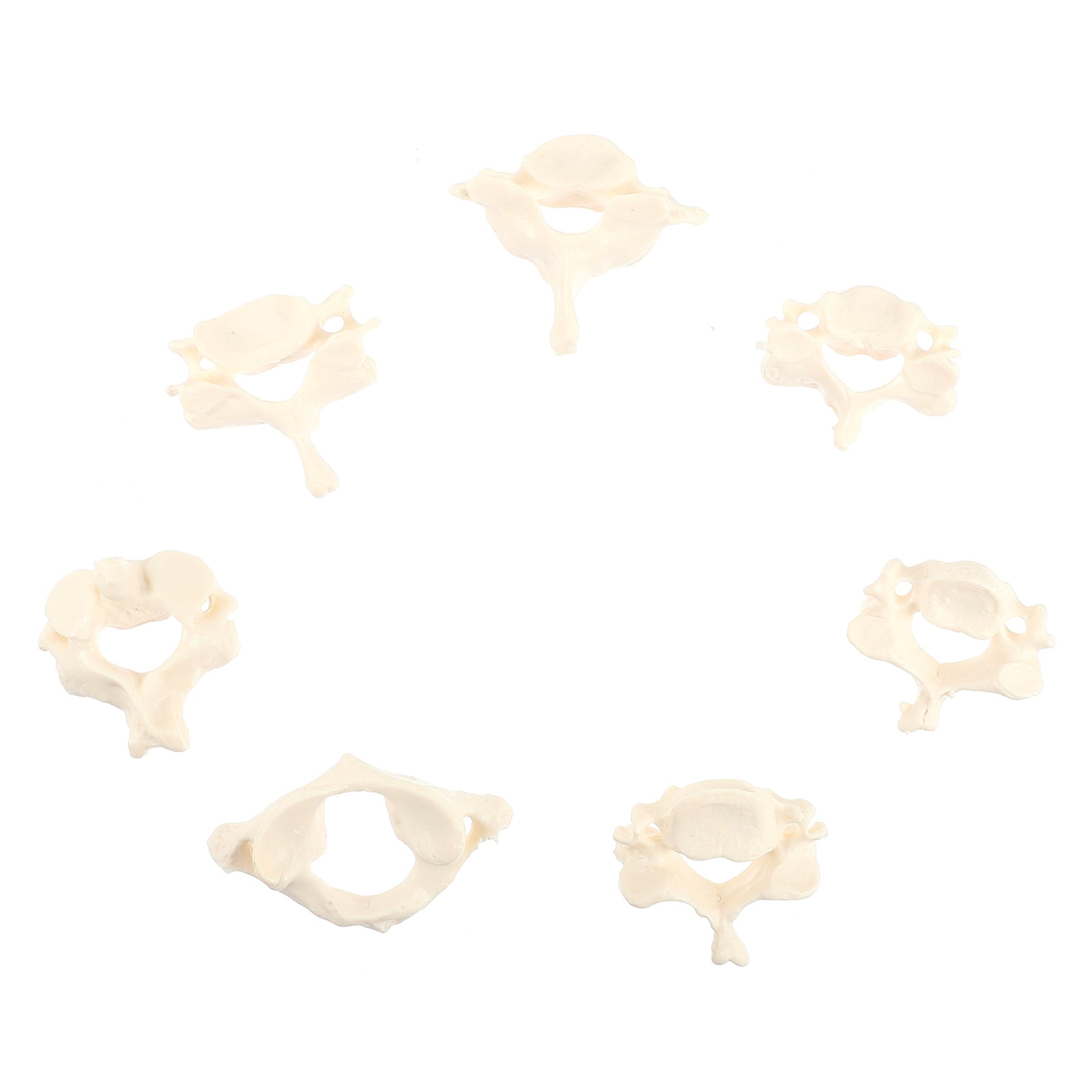 Model Skeleton Spine Bone Props Spining Human Body Medical - Walmart.com