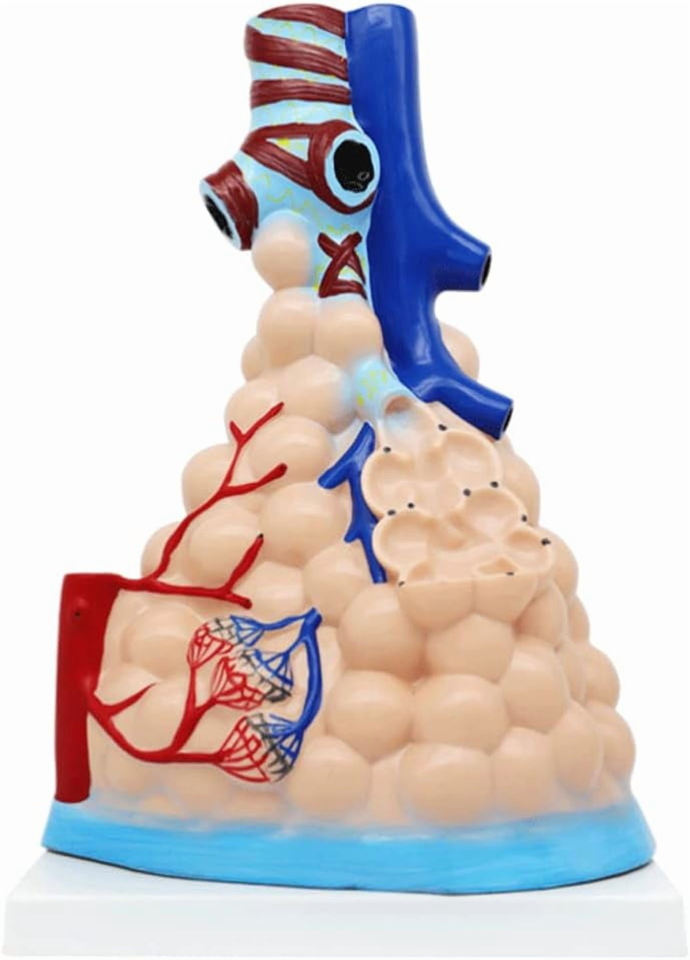 Model Teaching Model, Alveolar Magnified Anatomical Model Lung ...