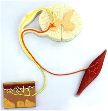 Models Anatomy Model Human Medical Nerve Reflex arc Model Human ...
