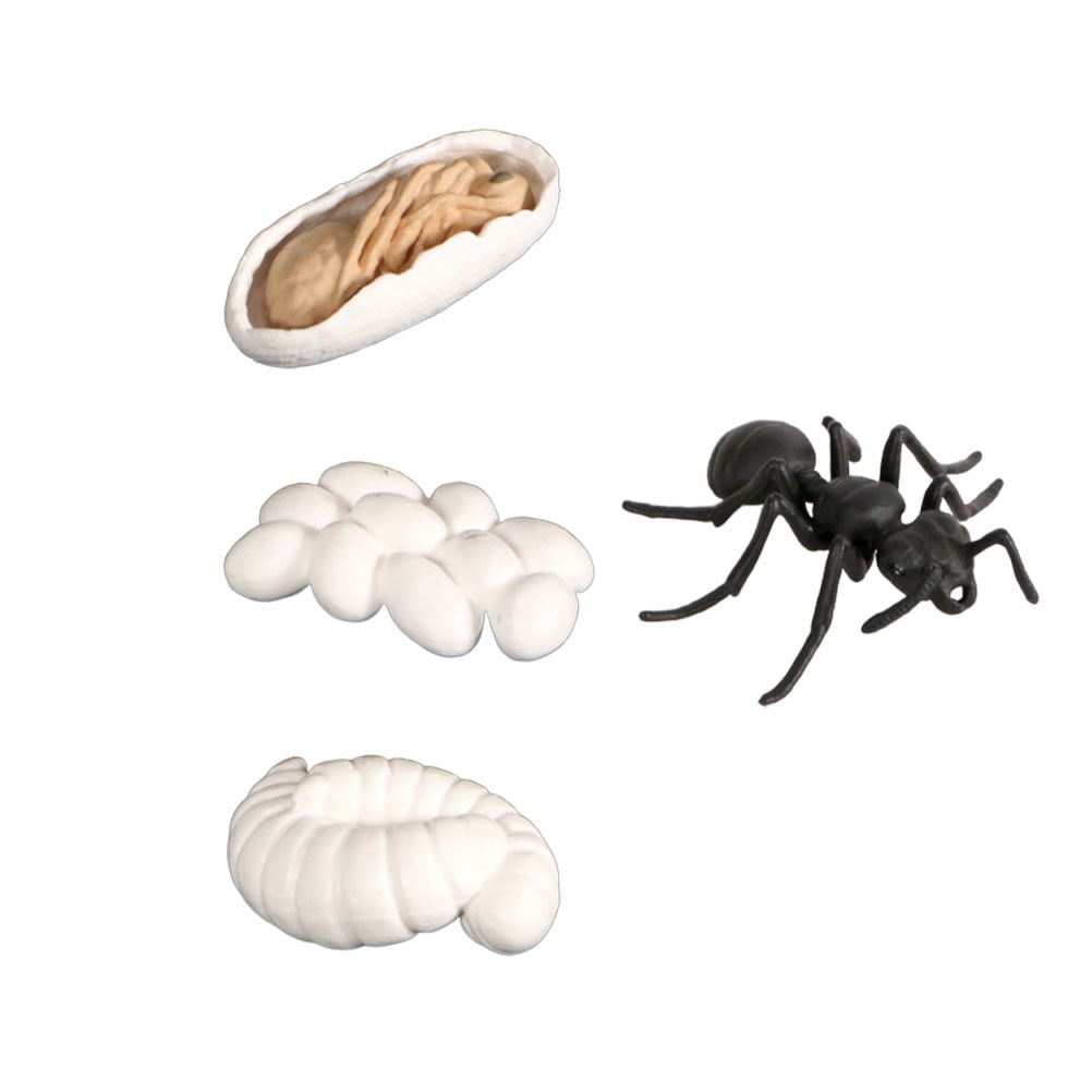 Models Animal Ornaments Life Cycle of Ant Animal Model Ant Life Cycle ...
