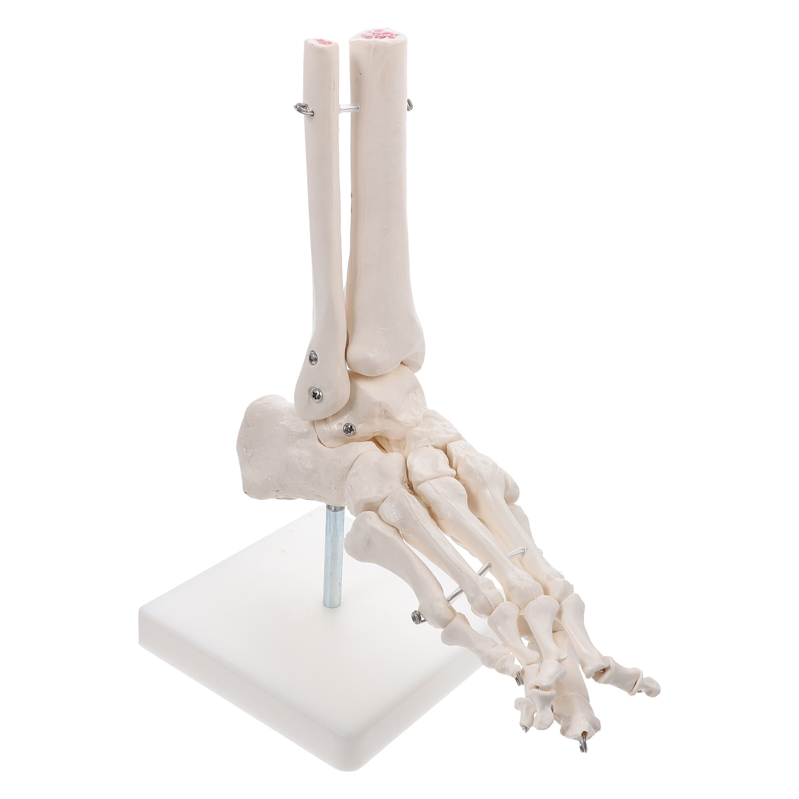 Models Maniquine Human Skeleton Model Plastic Foot Bone Model Foot ...