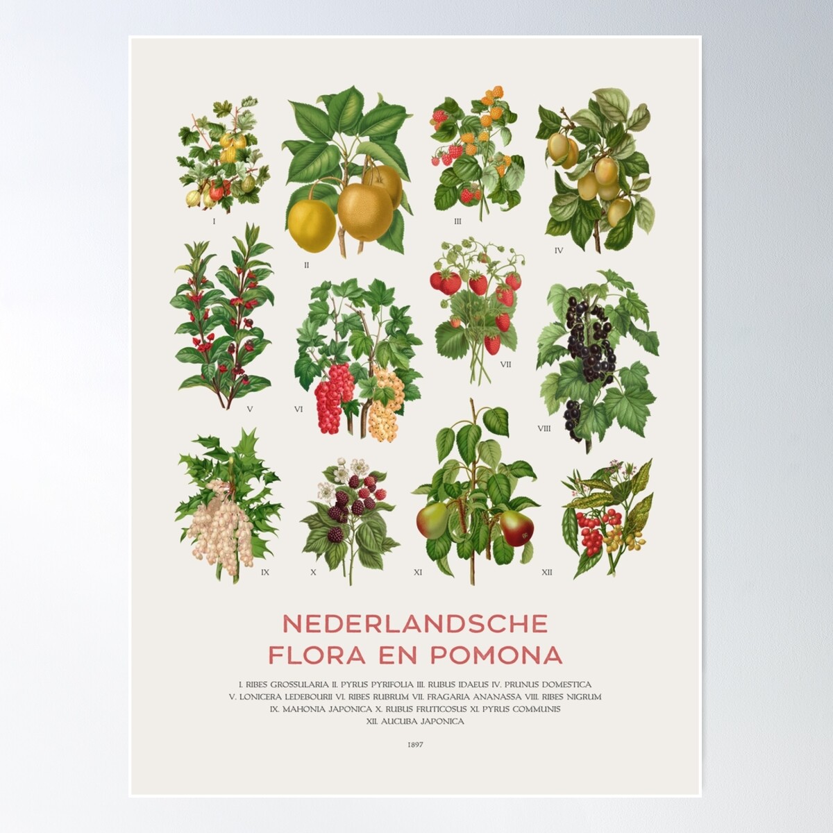 Modern Botanical Chart Poster Wall Art, Modern Wall Decor For Living ...