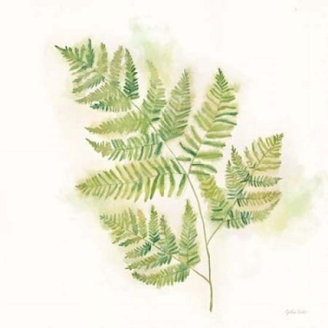 Modern Ferns II Poster Print by Cynthia Coulter - Walmart.com