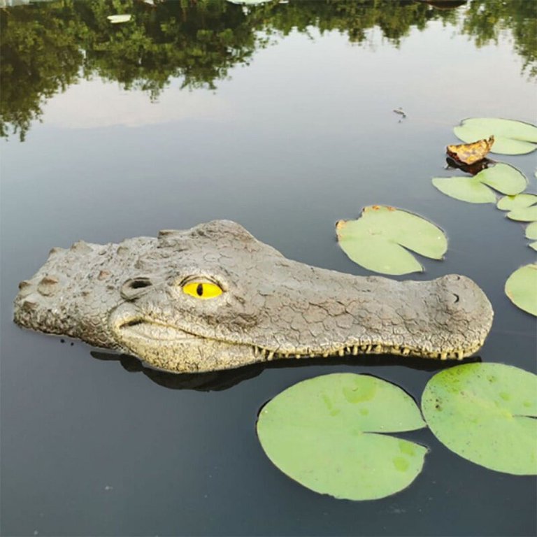 Crocodile Head In Water