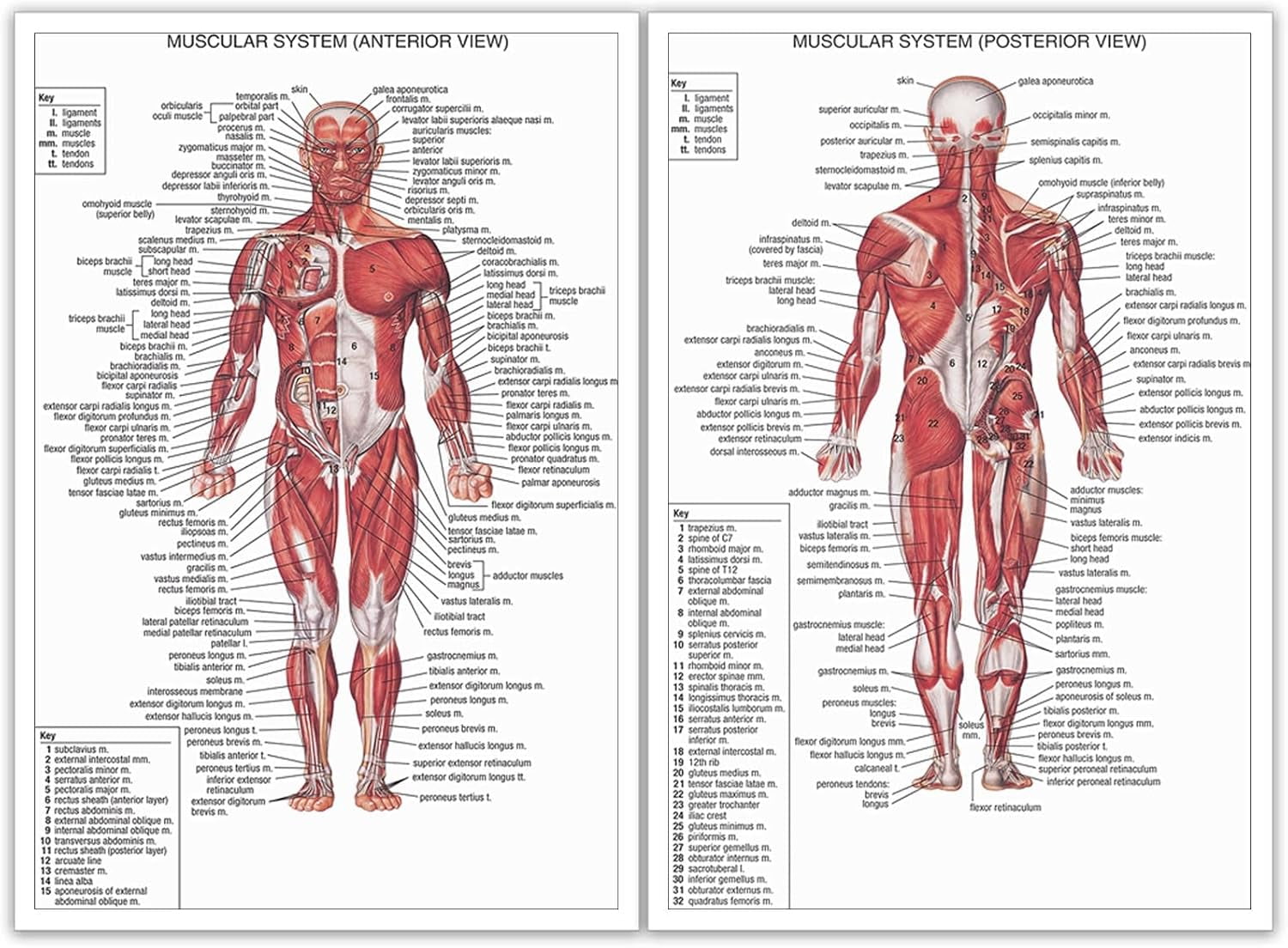 Modern Muscular System Anatomical Chart Posters Set of 2 Human Anatomy ...