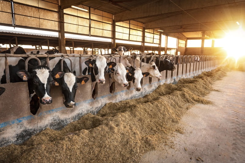 Modern Prairies Farm Interior Dairy Cows Photography Background Adults ...