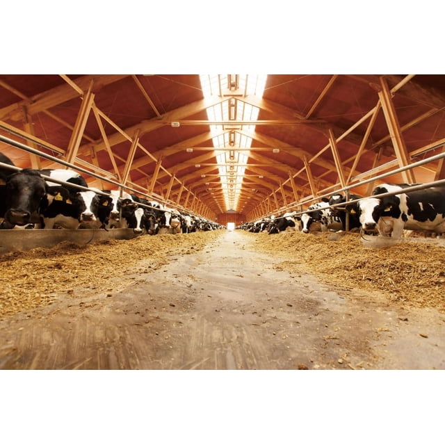 Modern Prairies Farm Interior Dairy Cows Photography Background Adults ...