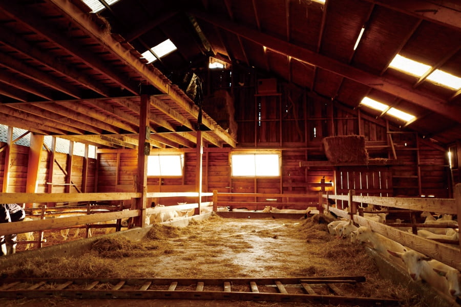Modern Prairies Farm Interior Dairy Cows Photography Background Adults ...