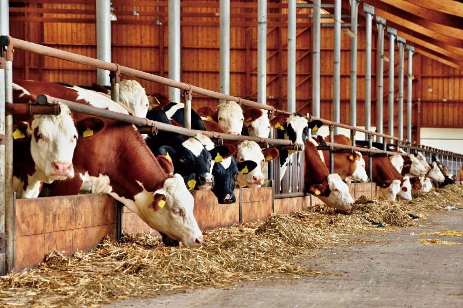 Modern Prairies Farm Interior Dairy Cows Photography Background Adults ...