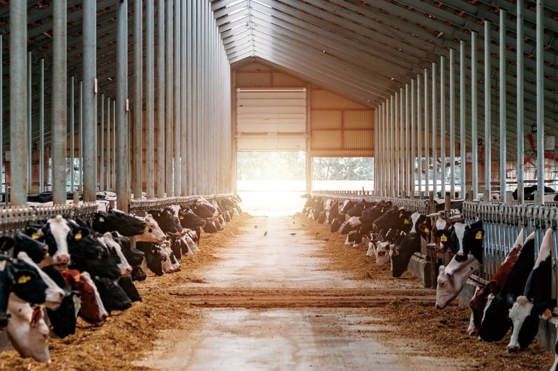 Modern Prairies Farm Interior Dairy Cows Photography Background Adults ...