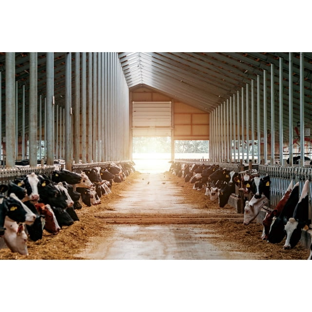 Modern Prairies Farm Interior Dairy Cows Photography Background Adults ...