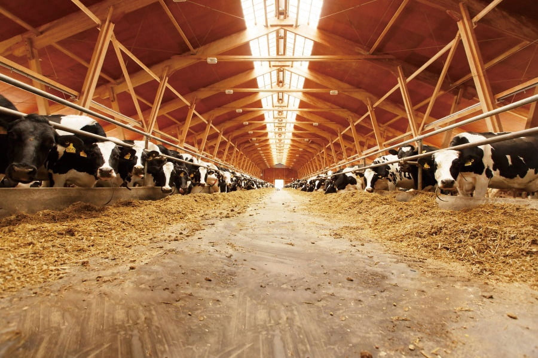 Modern Prairies Farm Interior Dairy Cows Photography Background Adults ...