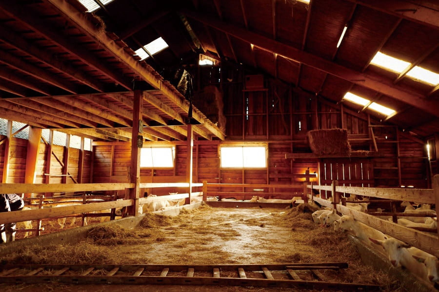 Modern Prairies Farm Interior Dairy Cows Photography Background Adults ...