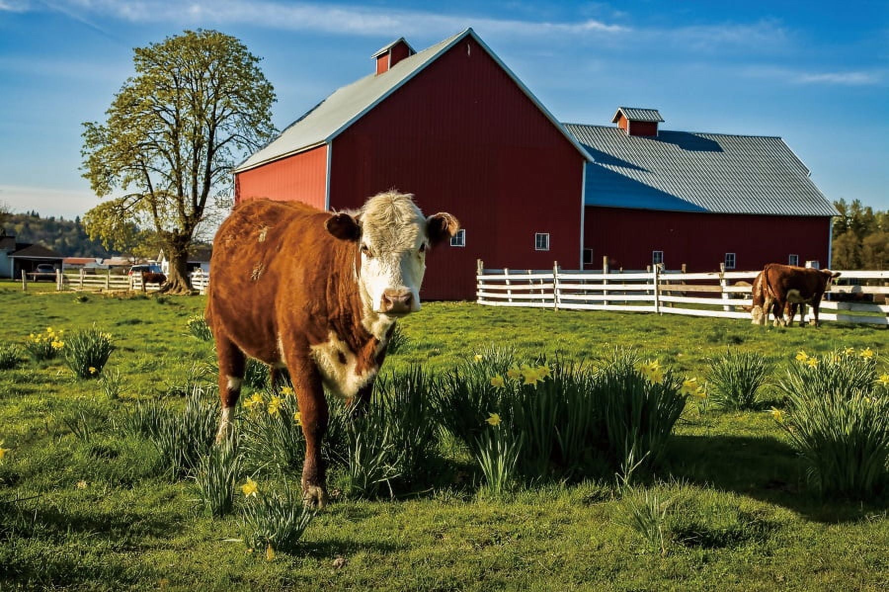 Modern Prairies Farm Interior Dairy Cows Photography Background Adults ...