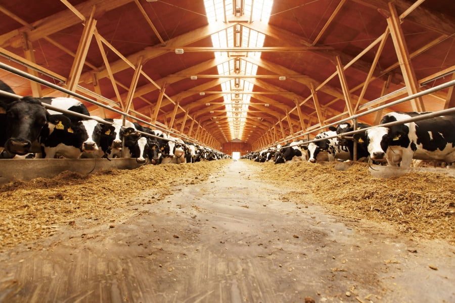Modern Prairies Farm Interior Dairy Cows Photography Background Adults ...