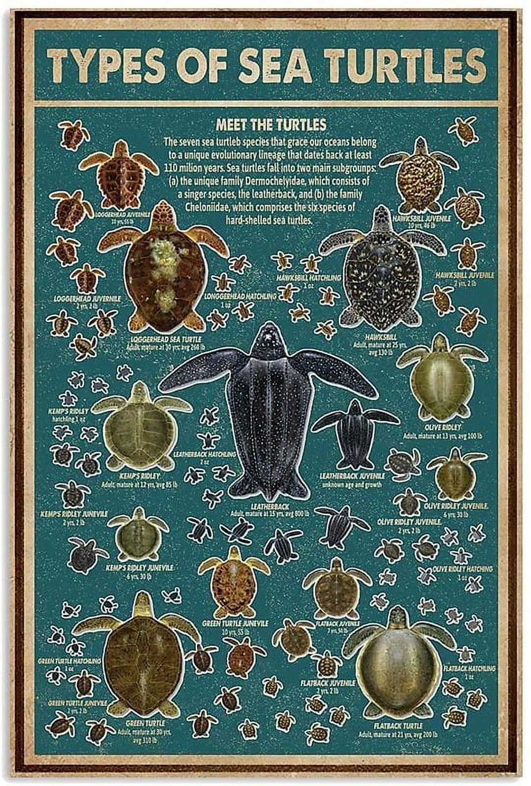 Modern Retro Metal Types of Sea Turtles Tin Sign ! for Shop/Garage/Bar ...