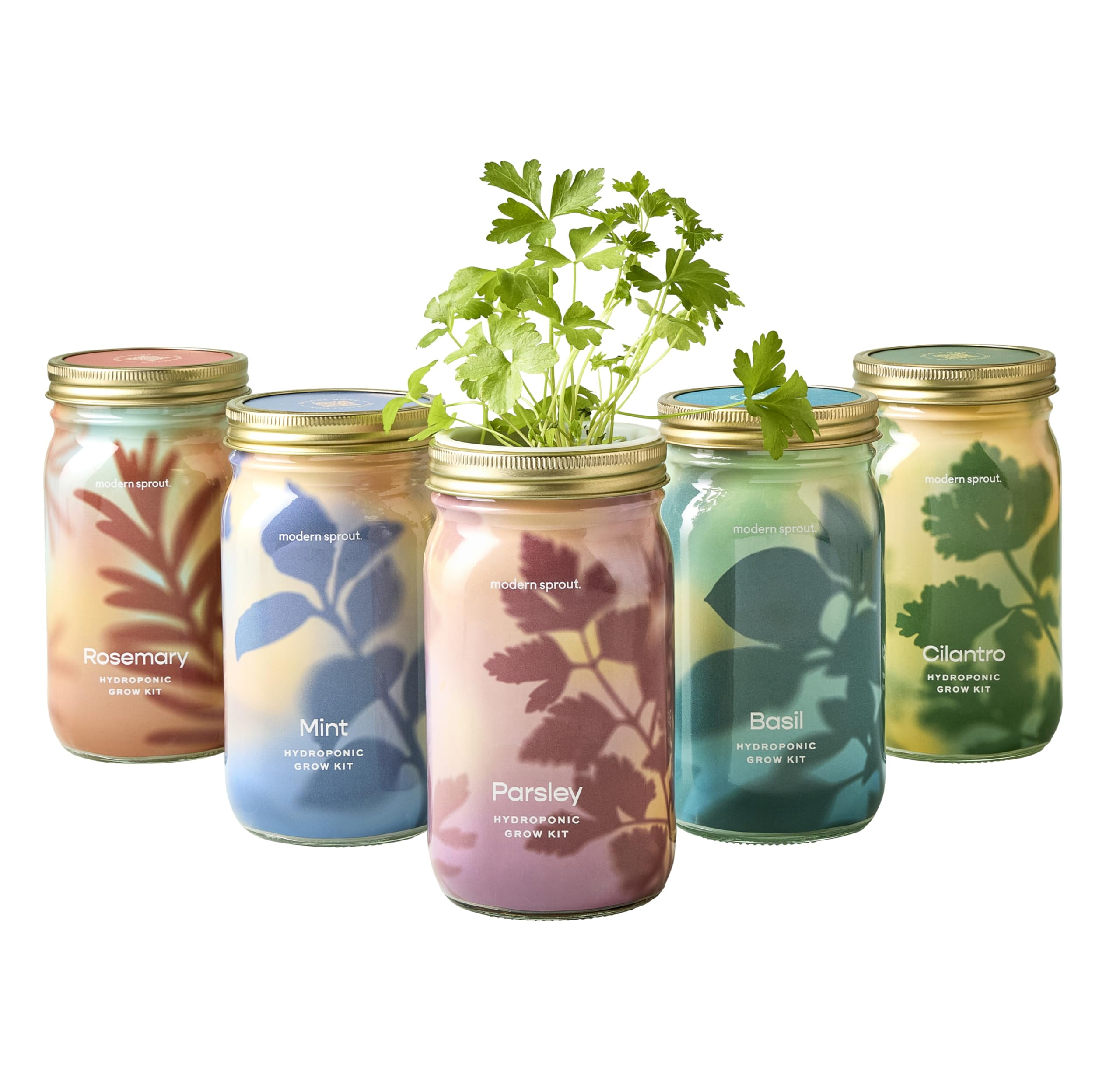 Modern Sprout New & Improved Mason Jar Grow Set, Indoor Herb Garden ...