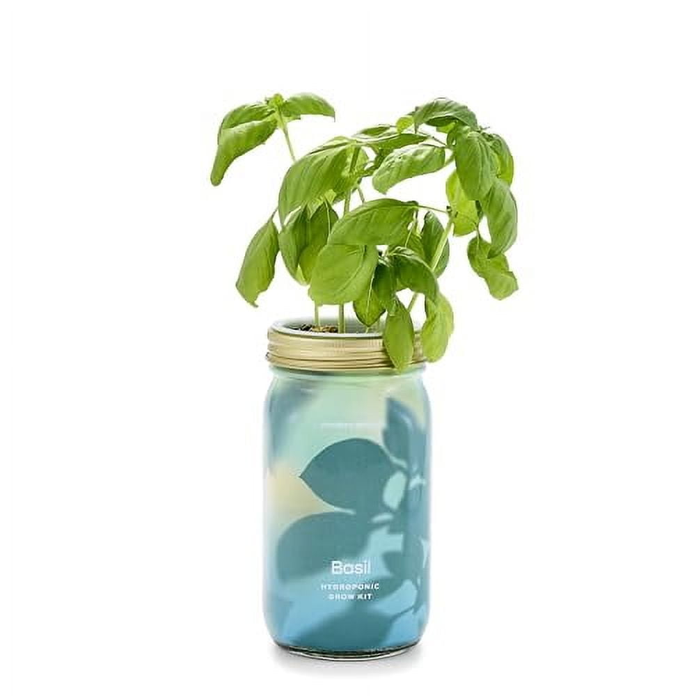 Modern Sprout New & Improved Mason Jar Grow Set, Indoor Herb Garden ...