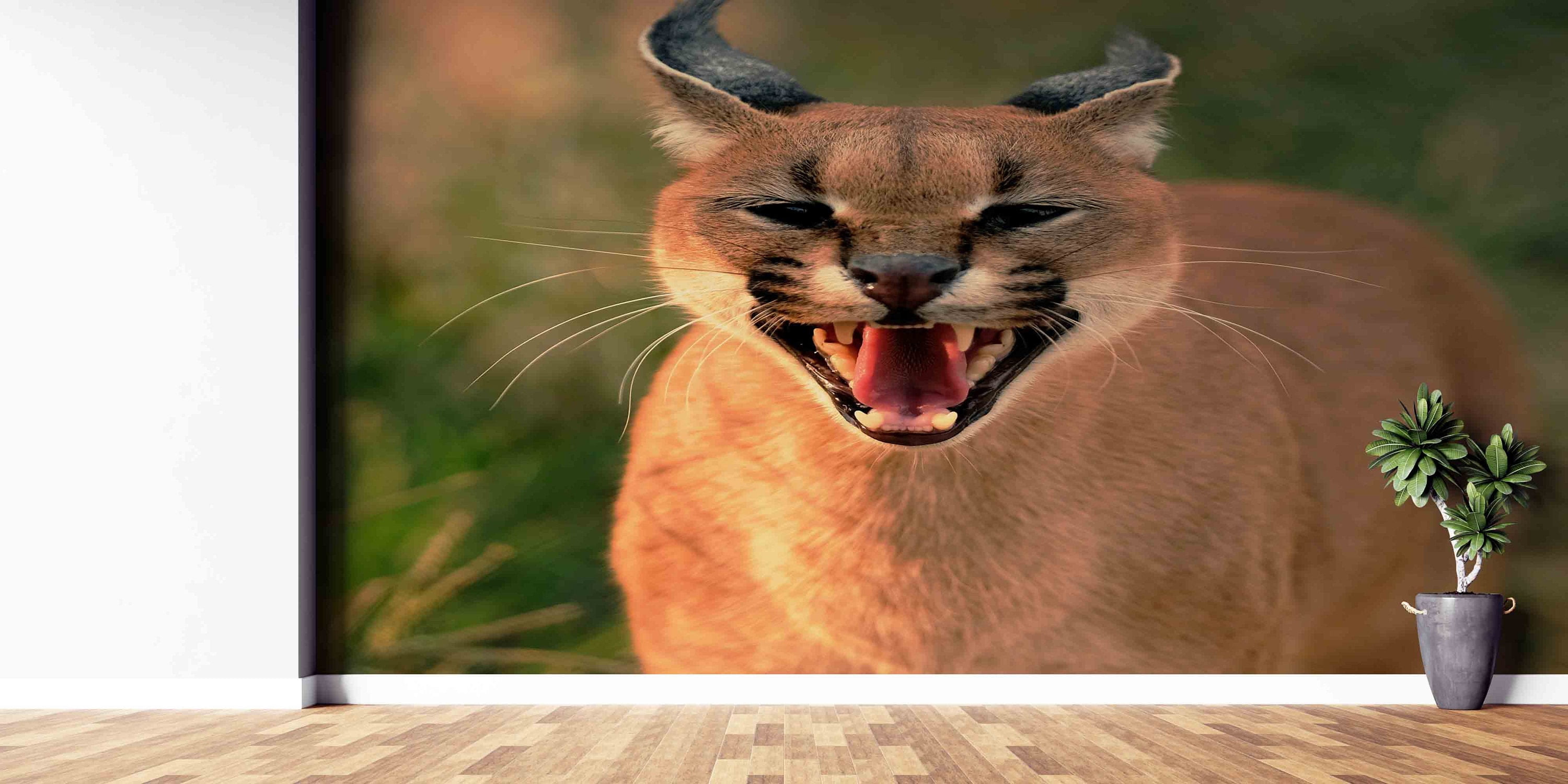 Caracal Wallpapers And Images Beautiful Caracal Lynx 6 Months Old