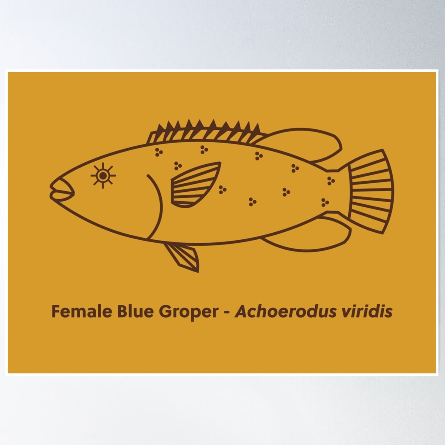 Modroom Adorable Female Blue Groper In Chocolate Brown On Golden Yellow ...