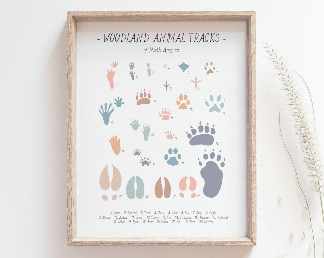Modroom Animal Tracks Print - North America Woodland Animals Paw Prints ...