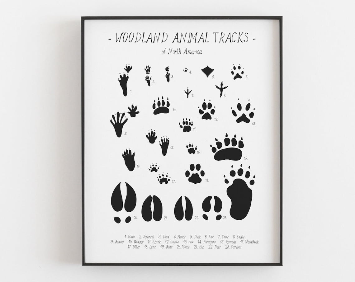 Modroom Animal Tracks Print - Woodland Animals Paw Prints Poster ...