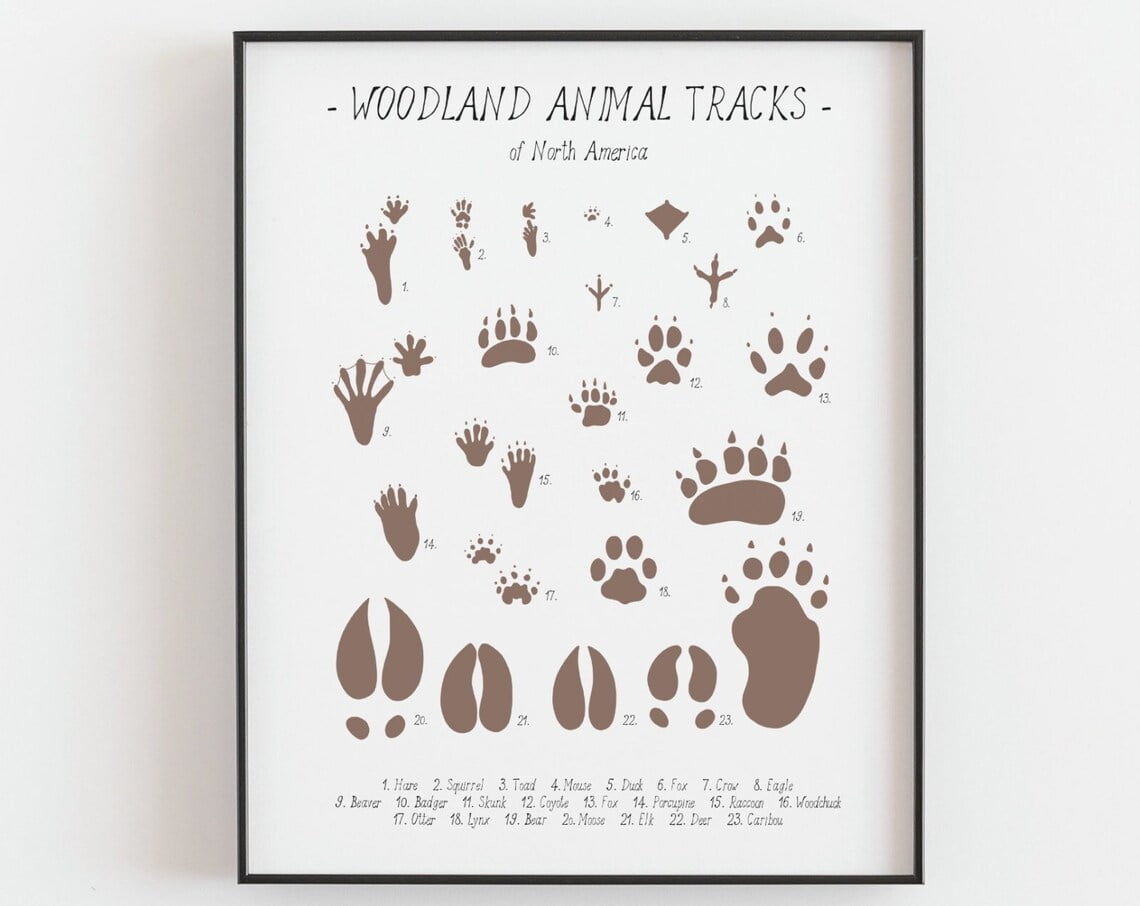 Modroom Animal Tracks Print - Woodland Animals Paw Prints Poster ...