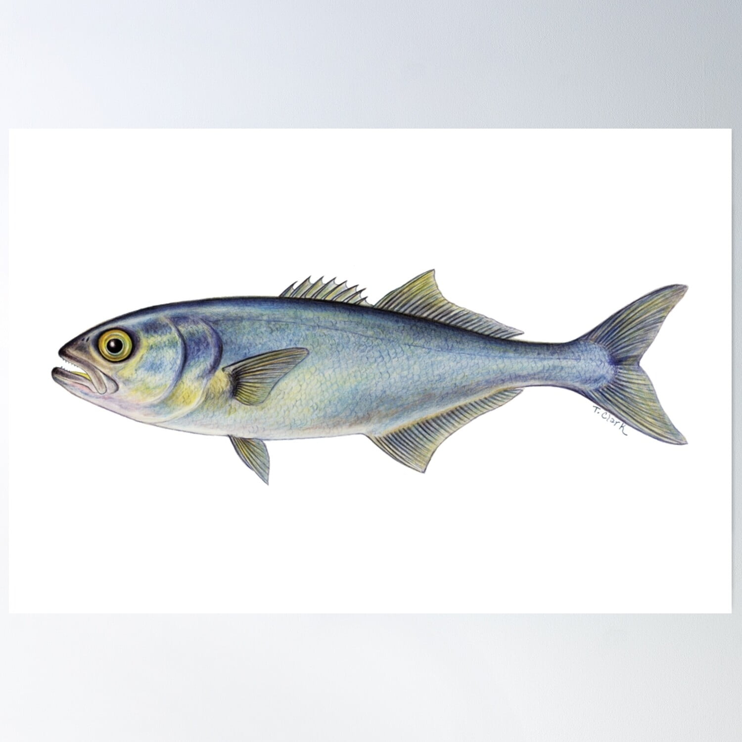 Modroom Bluefish (Pomatomus Saltatrix) Poster Wall Art, Modern Wall ...