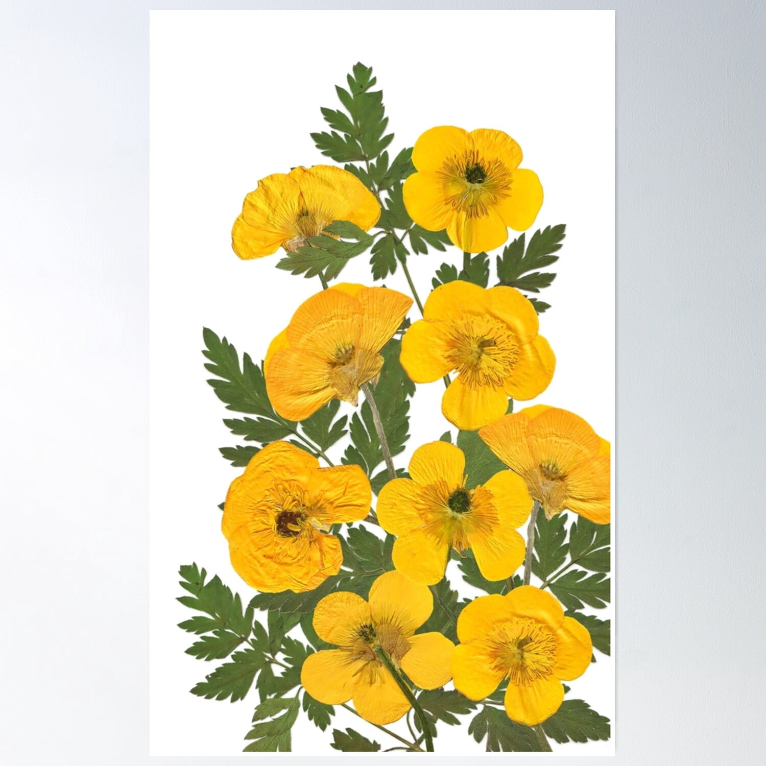 Modroom Buttercup Meadow Botanical Garden Poster Wall Art, Modern Wall ...