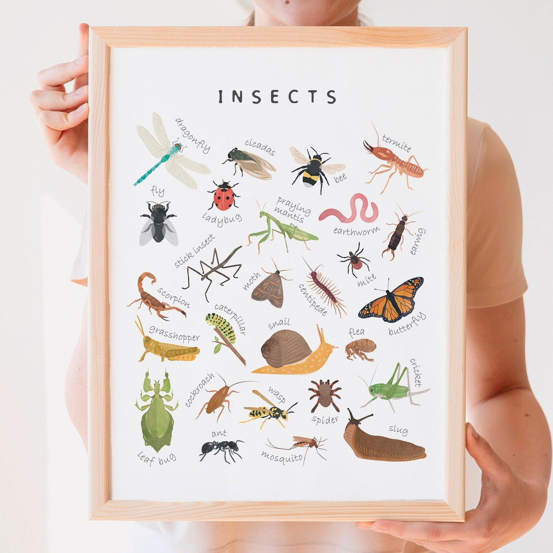Modroom Educational Bugs Poster, Insects Poster, Nature Classroom Decor ...