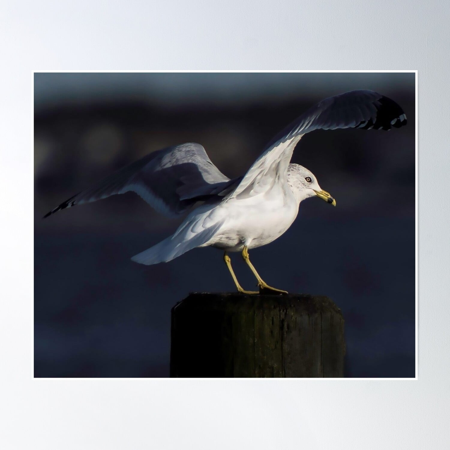 Modroom Gull In The Spotlight Poster Wall Art, Modern Wall Decor, 24x36 ...