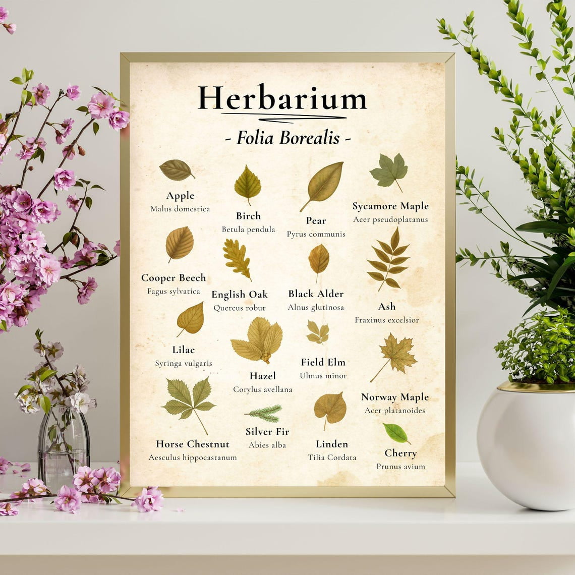 Modroom Herbarium Poster Botanical Leaf Chart As 16 Tree Leaves With ...