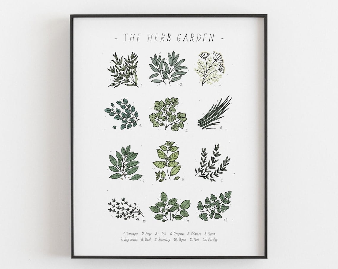 Modroom Kitchen Herbs Print - Culinary Herbs Poster, Basil, Oregano ...