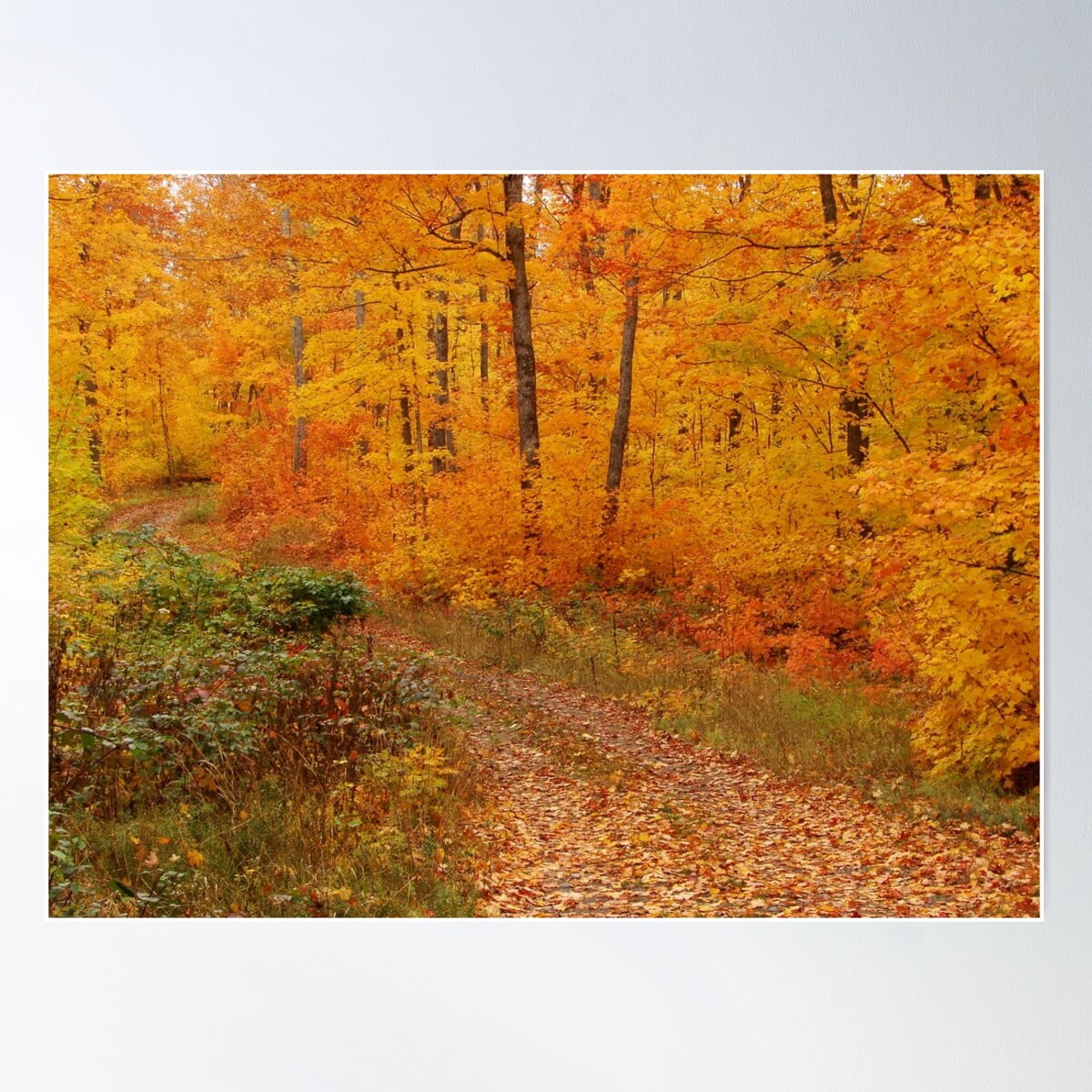 Modroom Mandan Fall Colors Poster, Modern Decor, 24x36 UNFRAMED ...