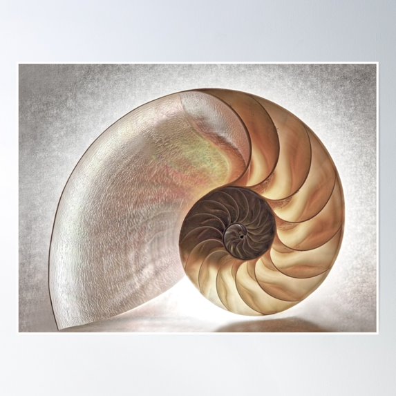 Modroom Nautilus Shell 3 - Toned Poster Wall Art, Modern Wall Decor ...