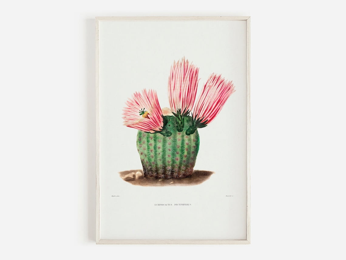Modroom Rainbow Cactus Drawing, Pink Cactus Flowers, Boho Digital Art ...