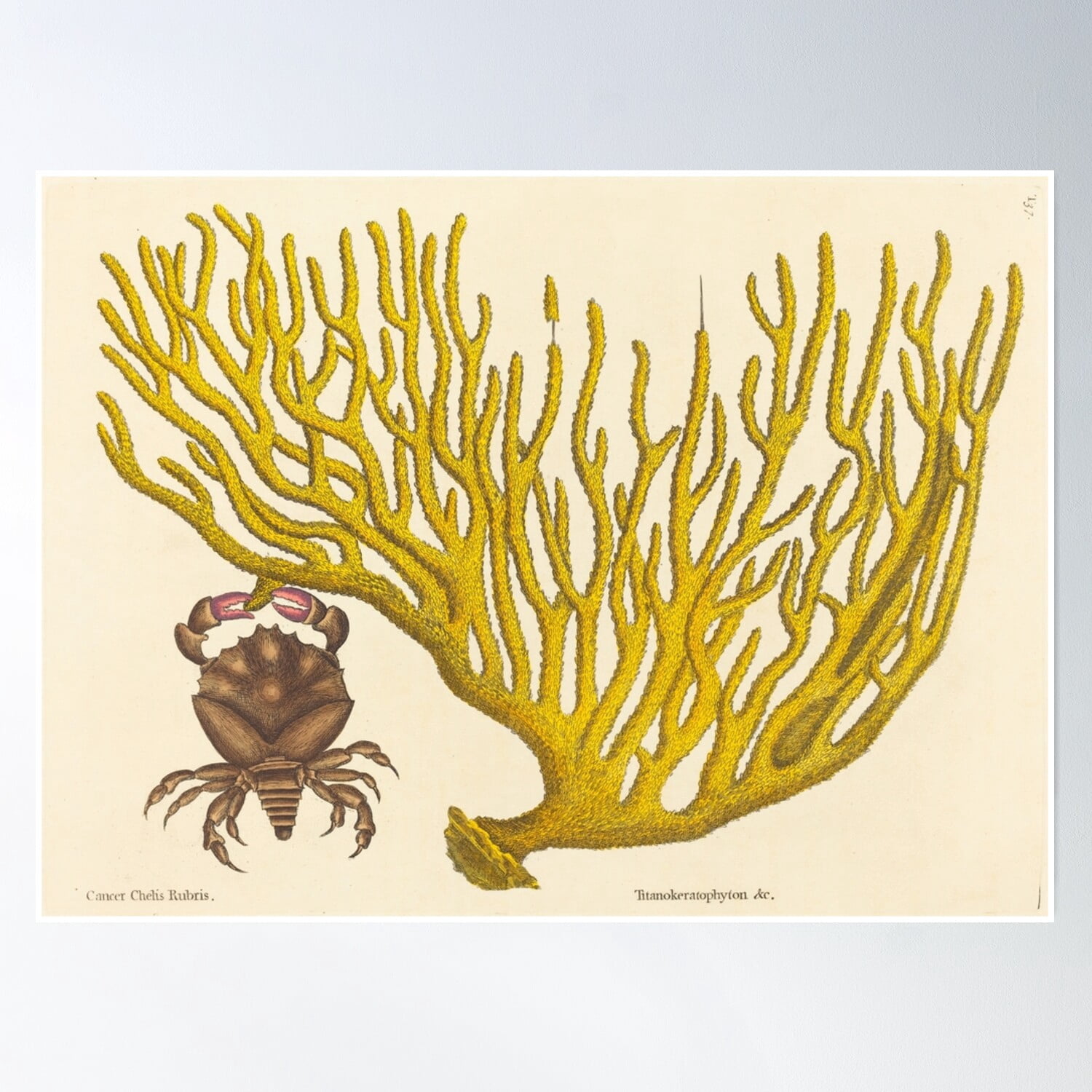 Modroom Red Clawed Crab By Mark Catesby, 18Th Century Poster Wall Art ...