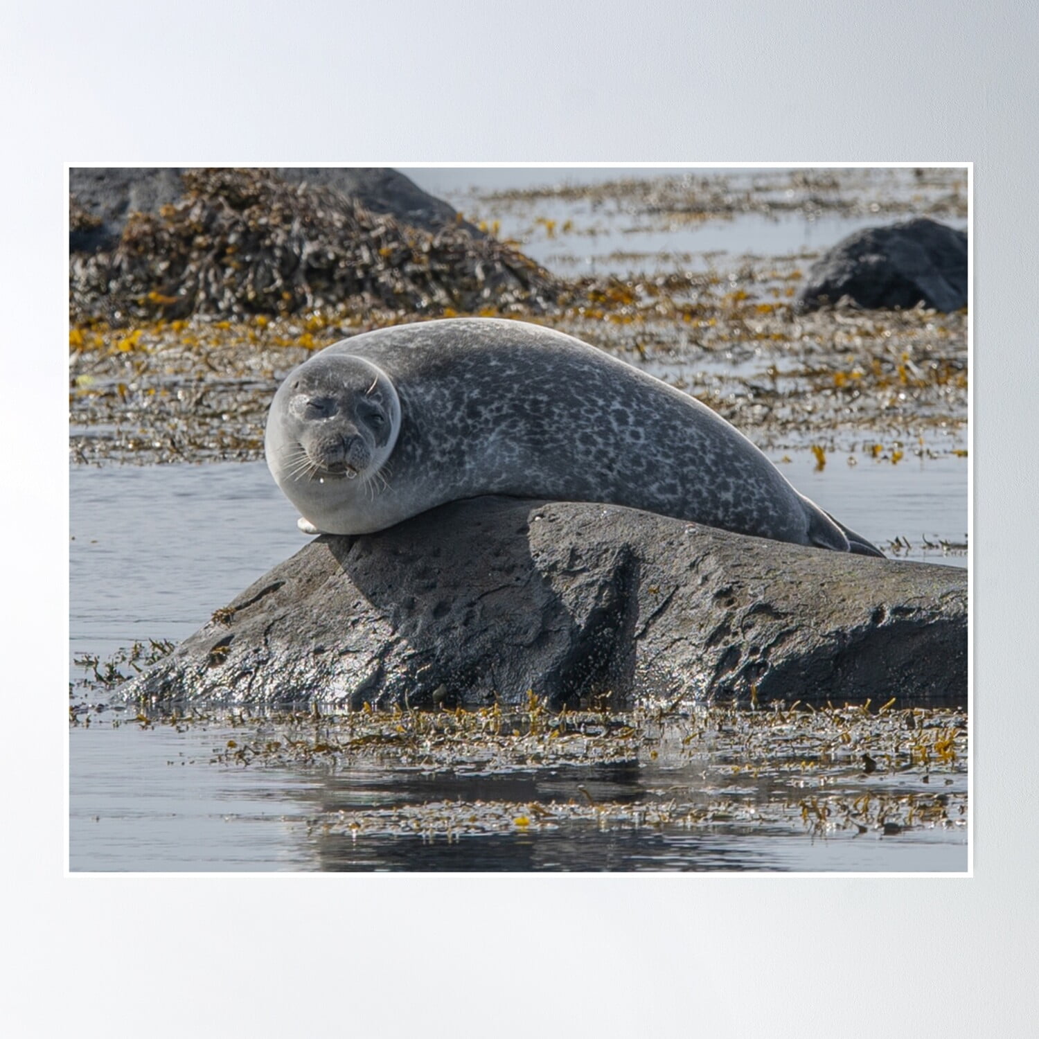 Modroom Relaxed Seal Resting On A Coastal Rock Poster Wall Art, Modern ...