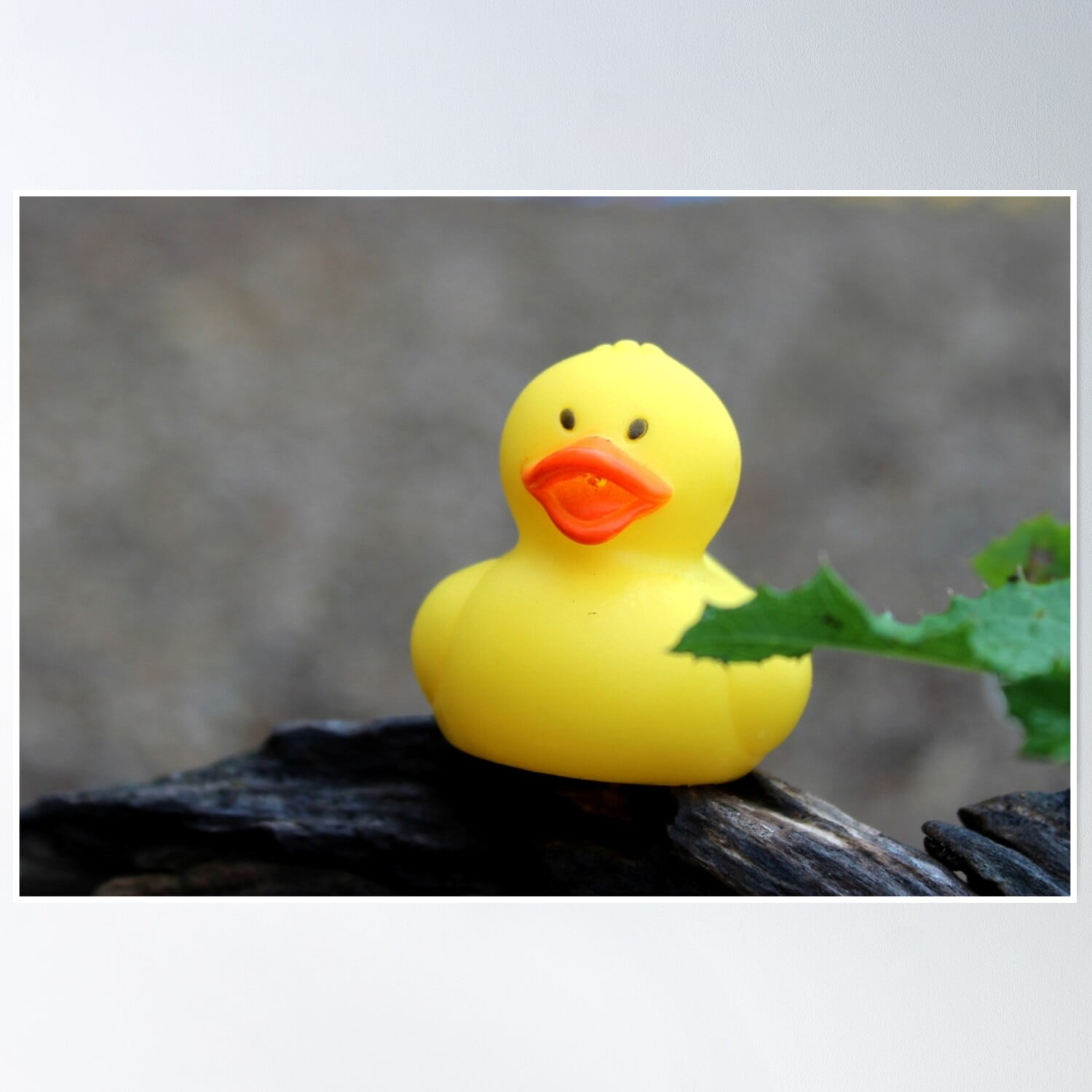 Modroom Rubber Ducky Poster Wall Art, Modern Wall Decor, 8x12 UNFRAMED ...