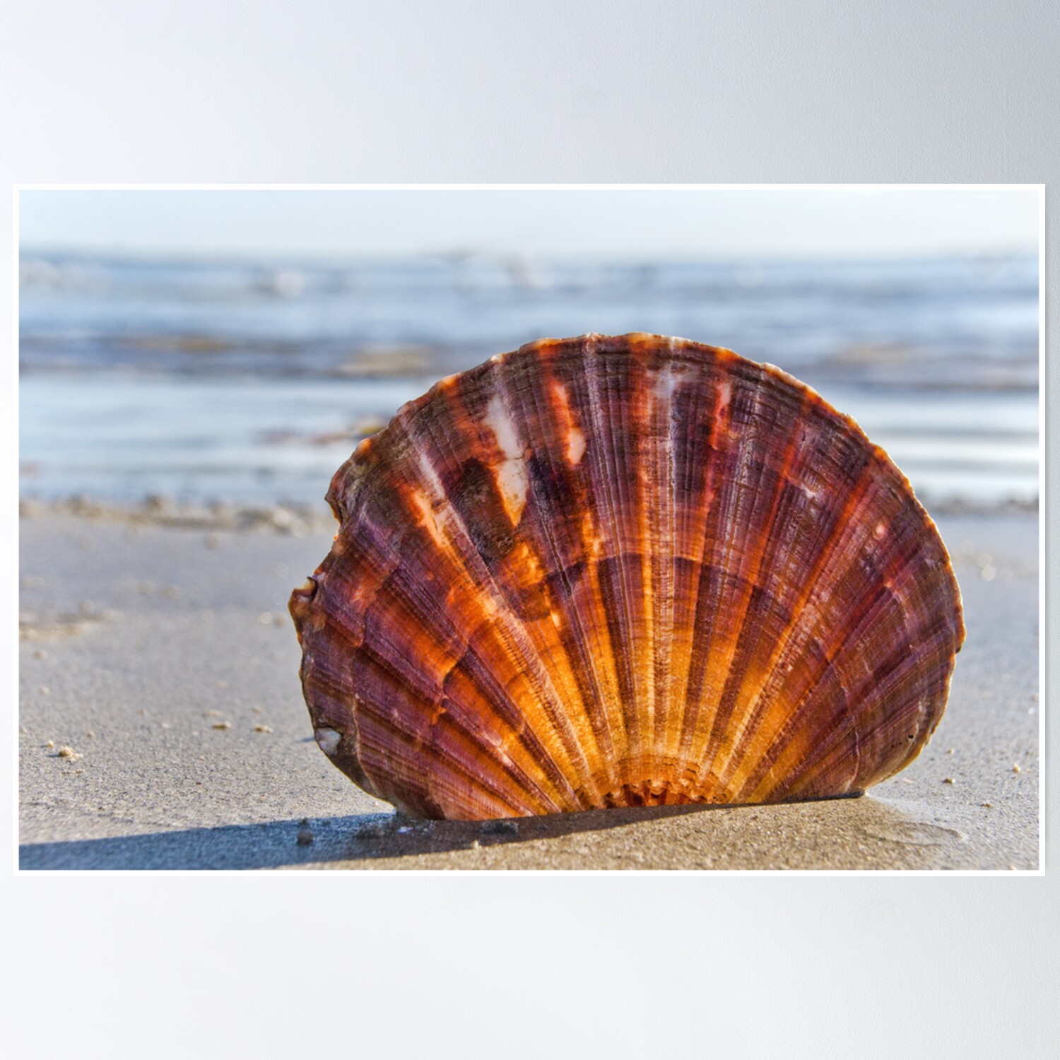 Modroom Scallop Shell 2 Poster Wall Art, Modern Wall Decor, 12x18 ...